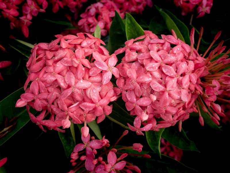 Bouquet of Pink Ixora Flowers Blooming Stock Image - Image of drops ...