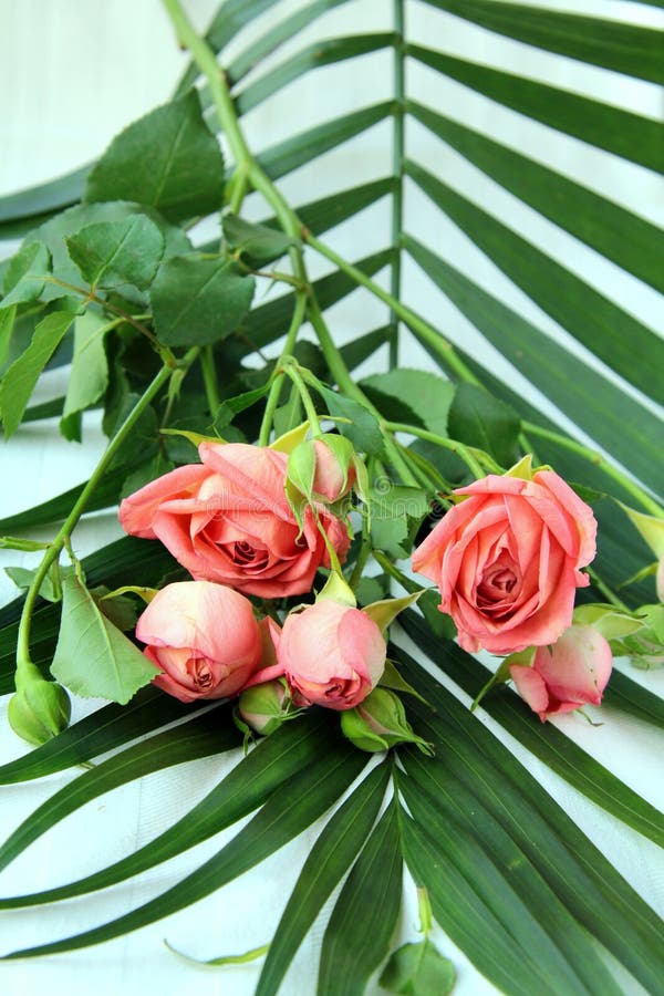 Bouquet of pink mini roses stock image. Image of plant - 17339493