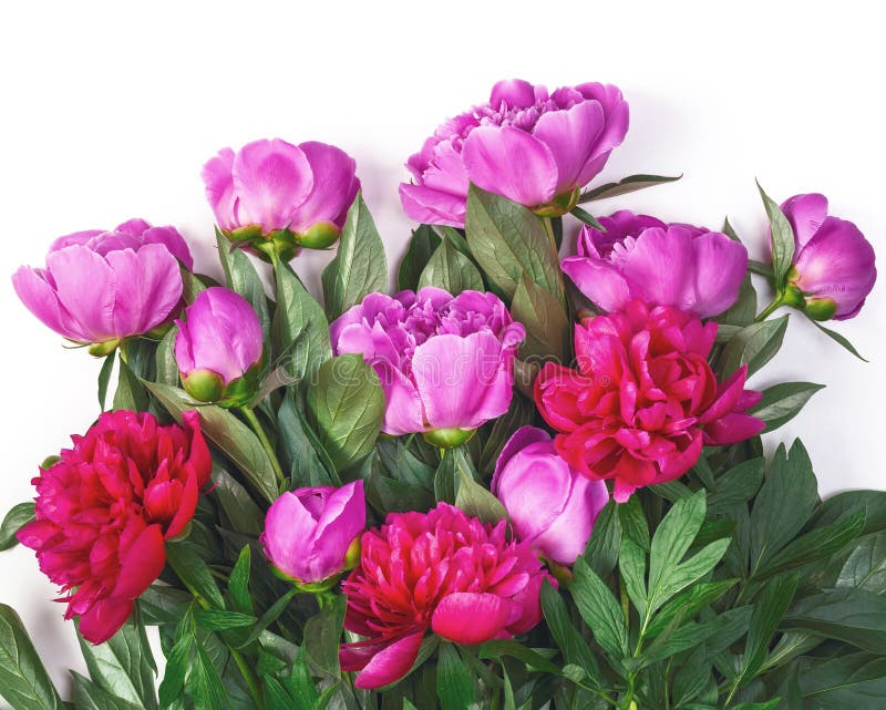 Bouquet of Pink Peonies Isolated on White Background. Flat Lay Stock ...