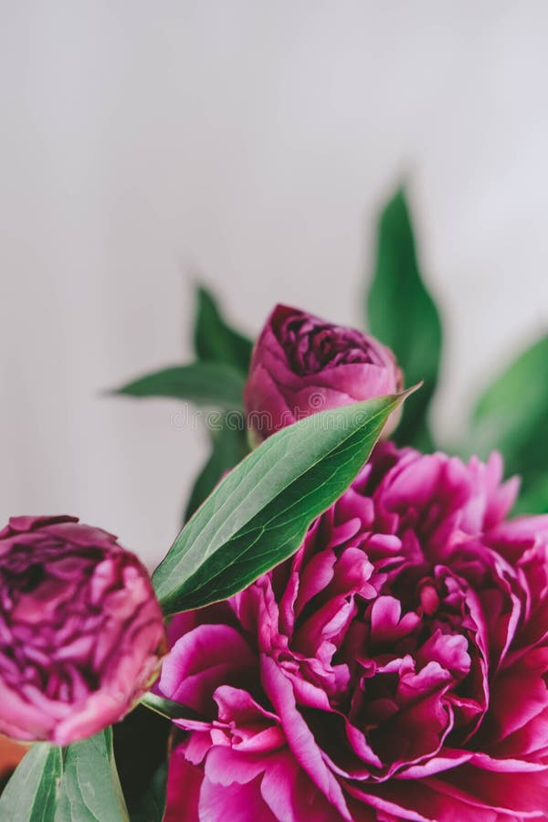 Bouquet of Pink Peonies on White Bed. Top View Stock Photo - Image of ...