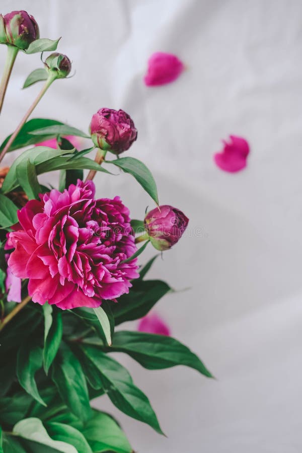 Bouquet of Pink Peonies on White Bed. Top View Stock Photo - Image of ...
