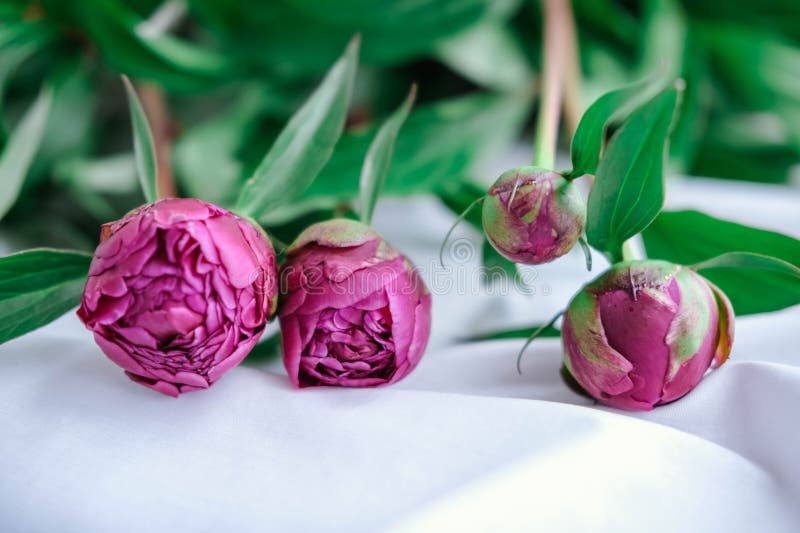 Bouquet of Pink Peonies on White Bed. Top View Stock Photo - Image of ...