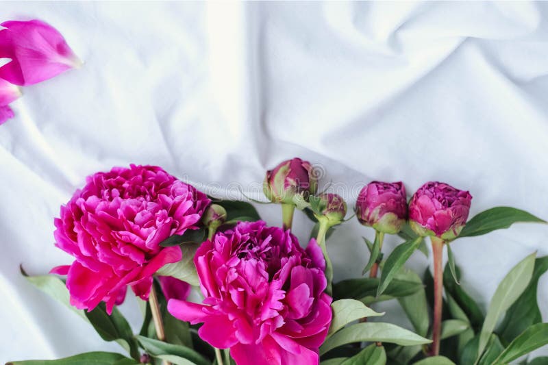Bouquet of Pink Peonies on White Bed. Top View Stock Photo - Image of ...