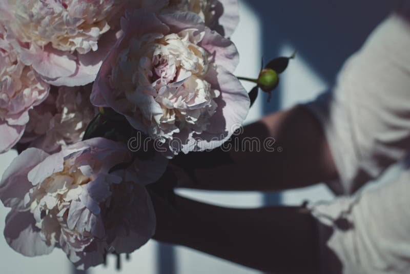 Bouquet of Pink Peony Flowers in Hands, Light and Shadow Stock Photo ...