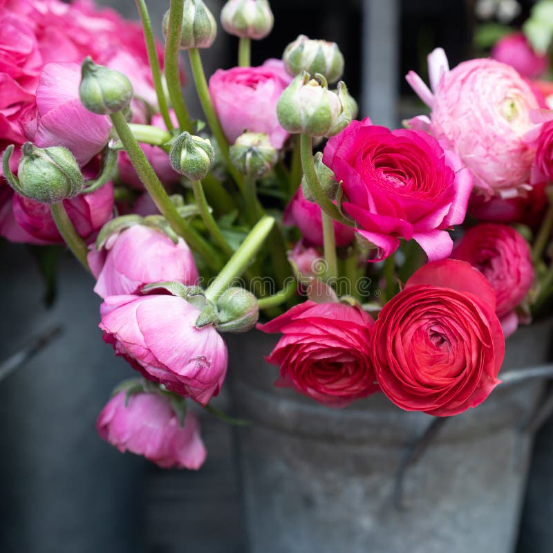 Bouquet of pink ranunculus stock photo. Image of fresh - 274953960