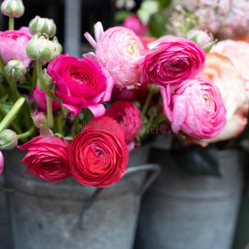 Bouquet of pink ranunculus stock image. Image of blossom - 274953971