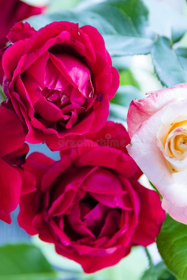 Bouquet of Pink and Red Roses Stock Photo - Image of plant, closeup ...