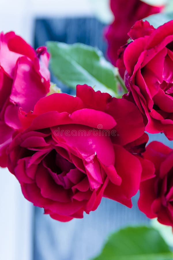 Bouquet of Pink and Red Roses Stock Photo - Image of bunch, nature ...