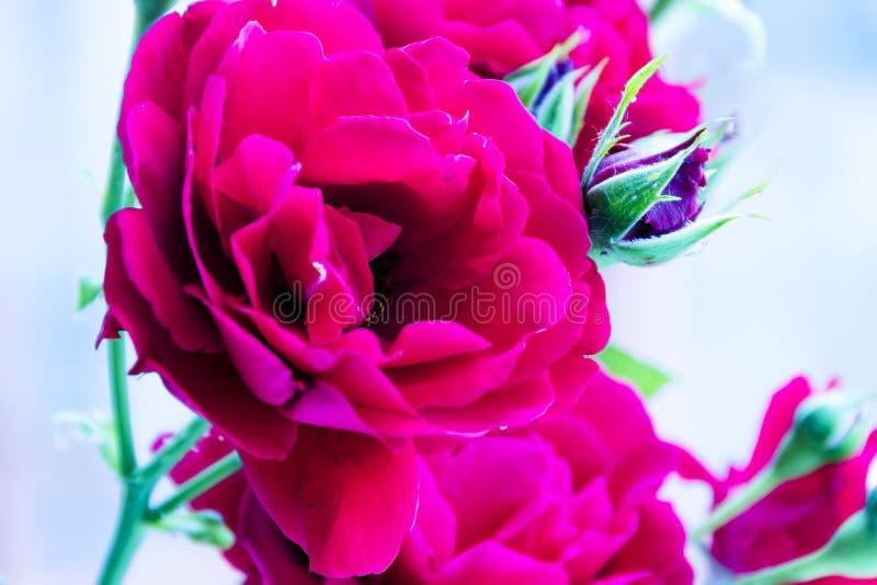 Bouquet of Pink and Red Roses Stock Image - Image of celebration ...