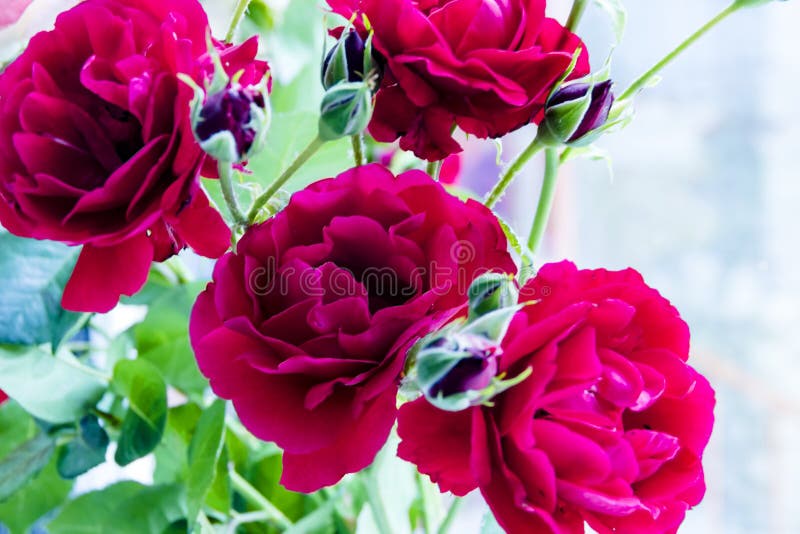 Bouquet of Pink and Red Roses Stock Photo - Image of closeup, beauty ...