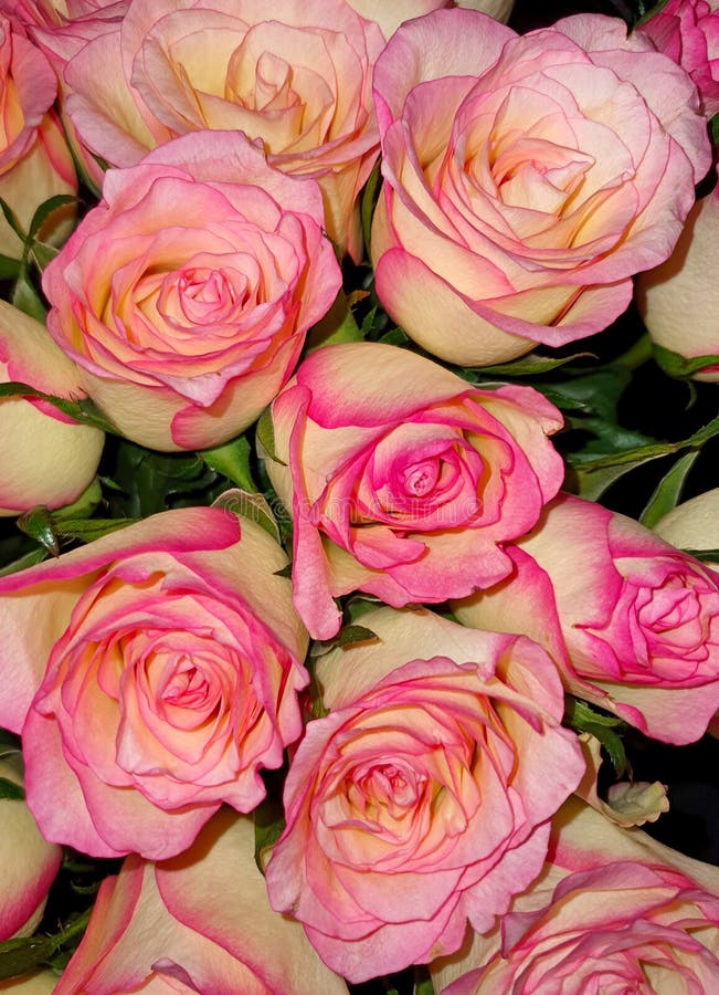 Bouquet of pink roses stock photo. Image of nature, blossom - 172651502