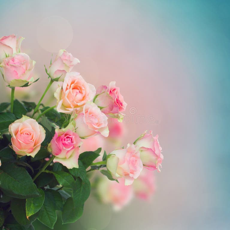 2,803 Blue Roses Border Stock Photos - Free & Royalty-Free Stock Photos ...