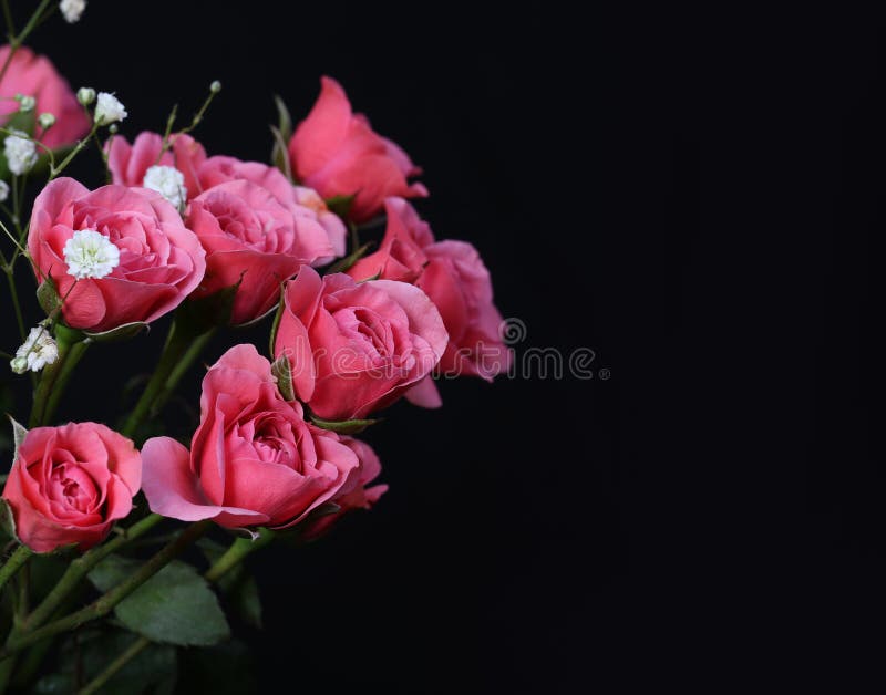 Hot Pink Roses. Border stock image. Image of flower, freshness - 38934037