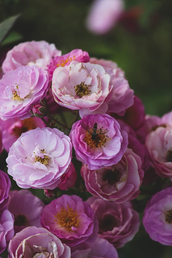 Bouquet of pink roses stock image. Image of valentine - 193452735
