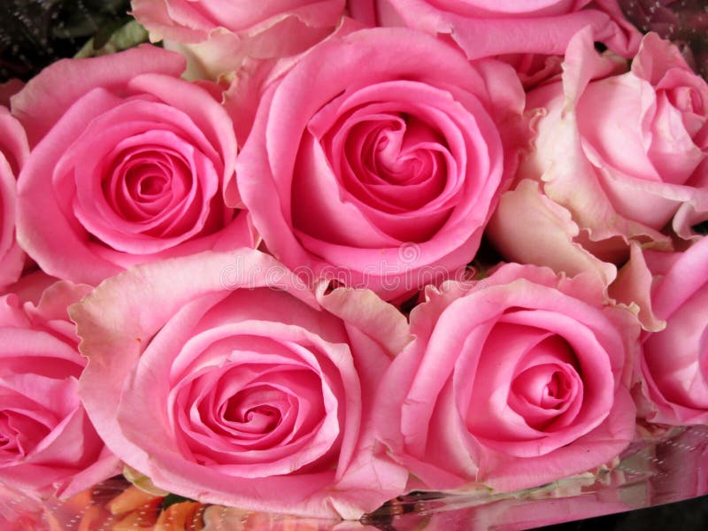 Bouquet of pink roses stock image. Image of garden, macro - 68501003