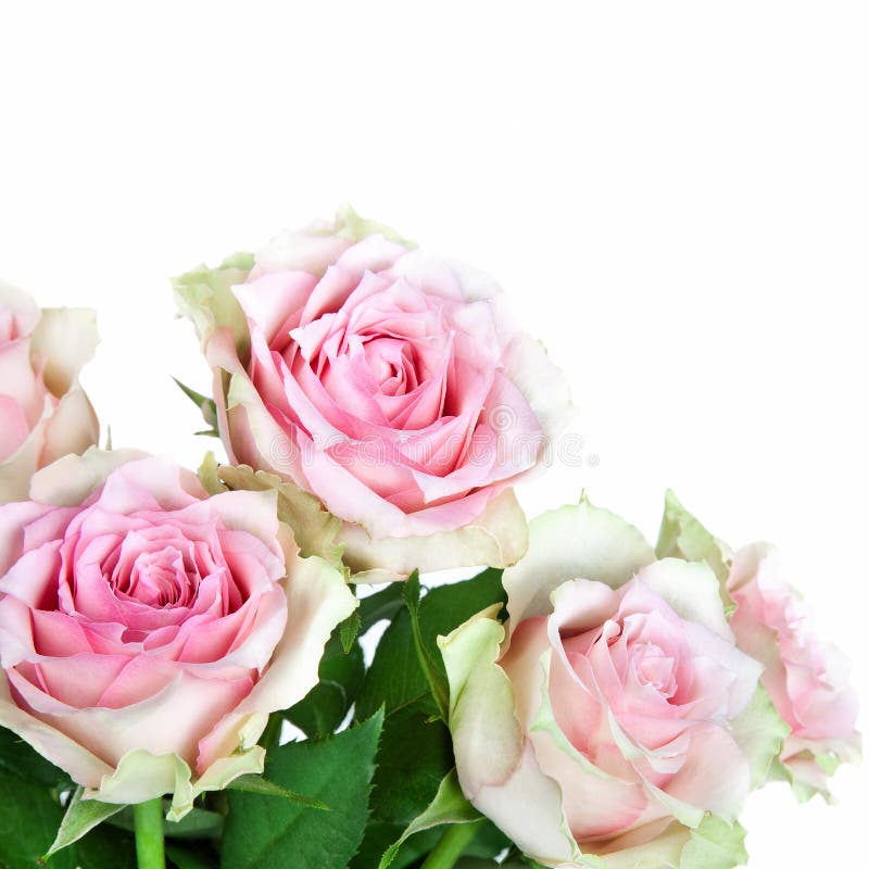 Bouquet of Pink Roses, Isolated Stock Photo - Image of beauty, rose ...