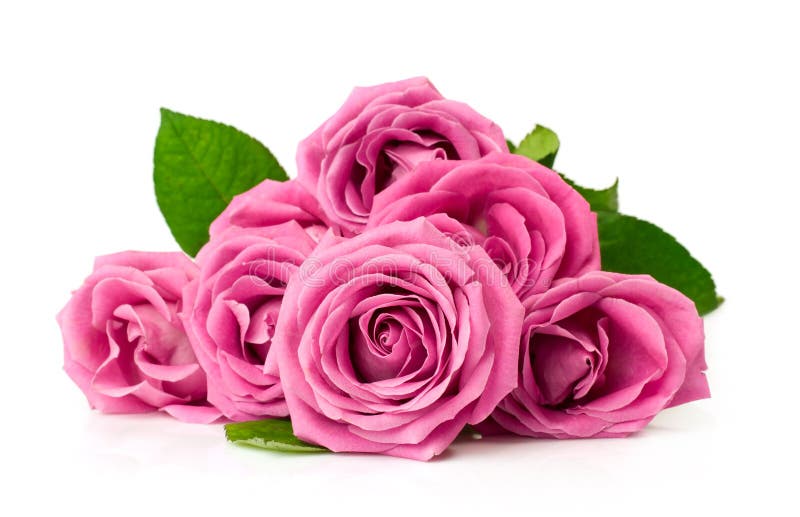 Bouquet of pink roses stock image. Image of pink, lilac - 36255153