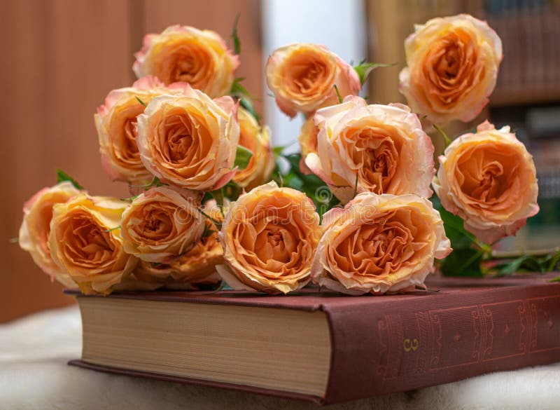 A Bouquet of Pink Roses Lies on a Book. Thirst for Knowledge ...