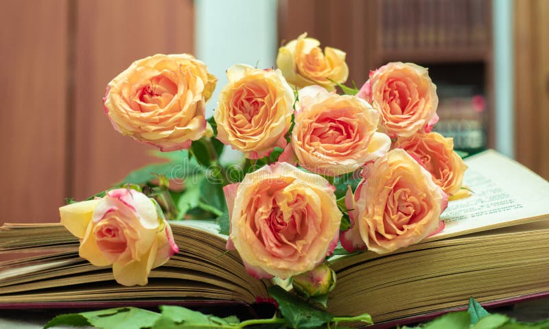A Bouquet of Pink Roses Lies on a Book. Thirst for Knowledge ...