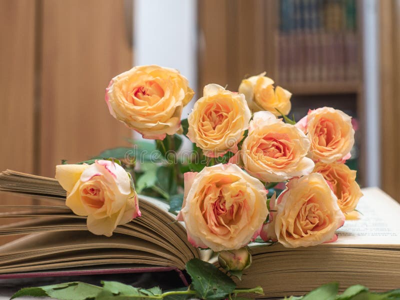 A Bouquet of Pink Roses Lies on a Book. Thirst for Knowledge ...