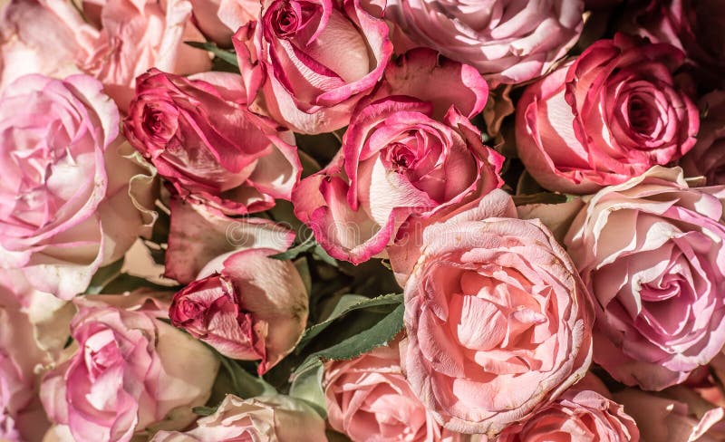 A Bouquet of Pink Roses in Sunlight Stock Photo - Image of celebration ...
