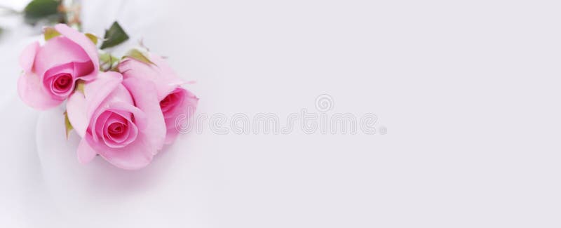 Bouquet of Pink Roses on a White Silk. Horizontal Nature Background ...