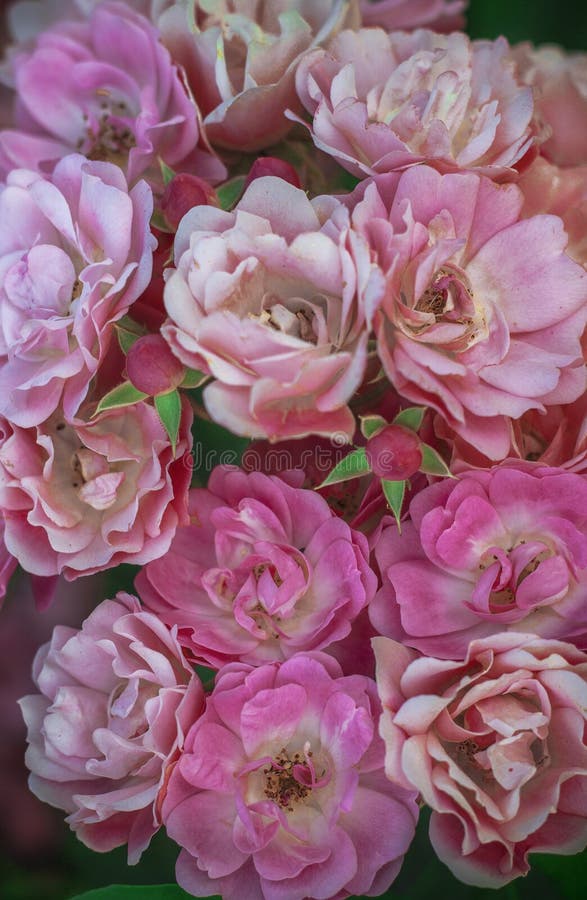 Bouquet of Pink Spring Flowers Roses Stock Image - Image of bloom ...