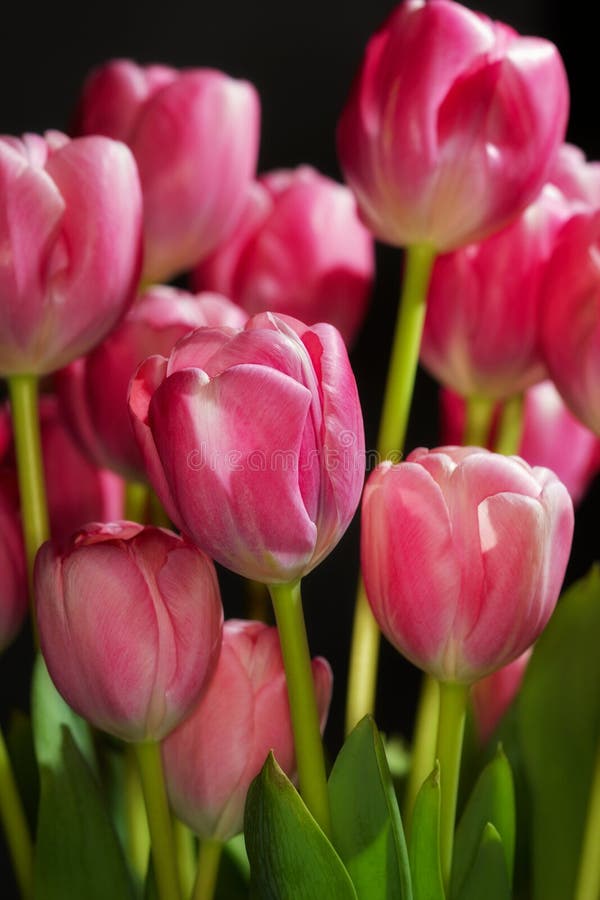 A bouquet of pink tulips stock image. Image of closeup - 28576463