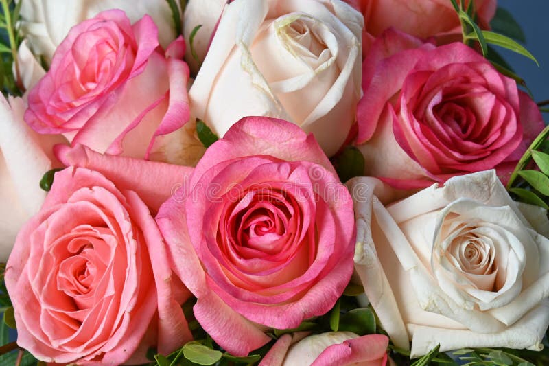 Bouquet of Pink and White Roses Stock Image - Image of roses, bride ...