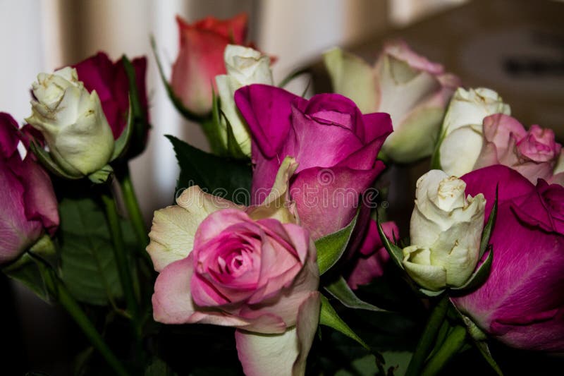 Bouquet of Pink and White Roses on a Dark Background Stock Photo ...