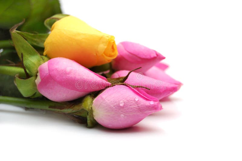 Bouquet of Pink and Yellow Roses Stock Photo - Image of droplets ...