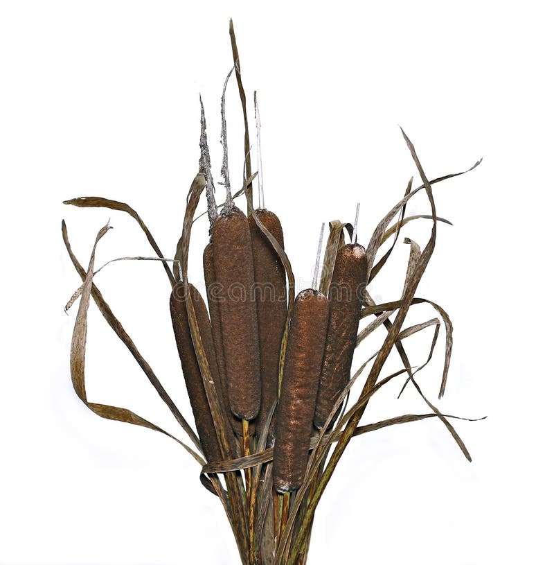 Plant reeds isolated stock photo. Image of brown, stalk - 34230846