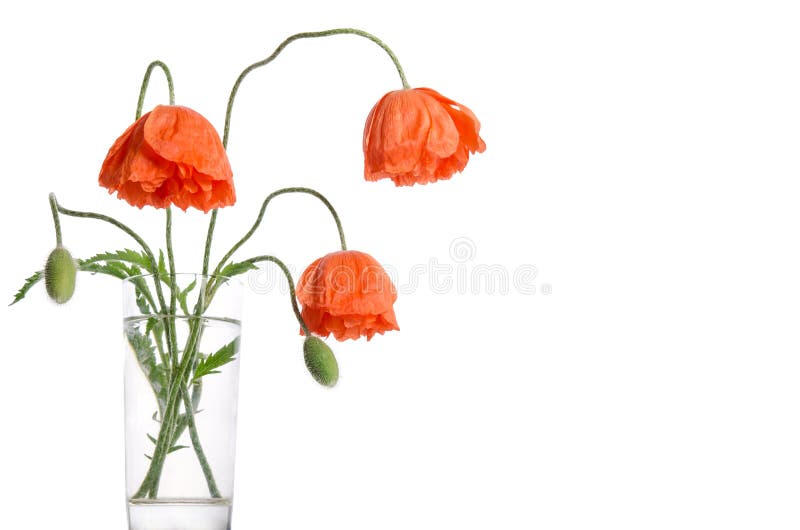 Bouquet of Poppies in Glass Vase Stock Photo - Image of bouquet, nature ...