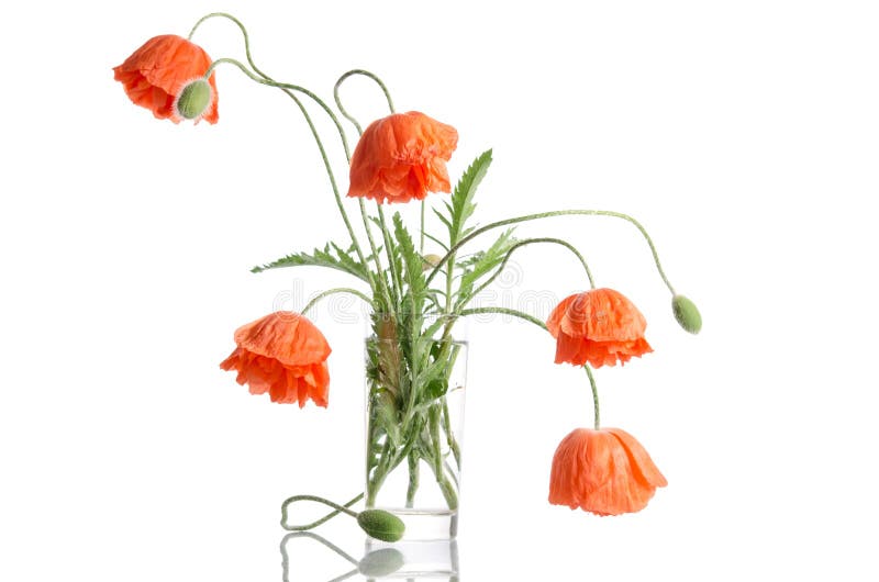 Bouquet of Poppies in Glass Vase Stock Photo - Image of beauty, natural ...