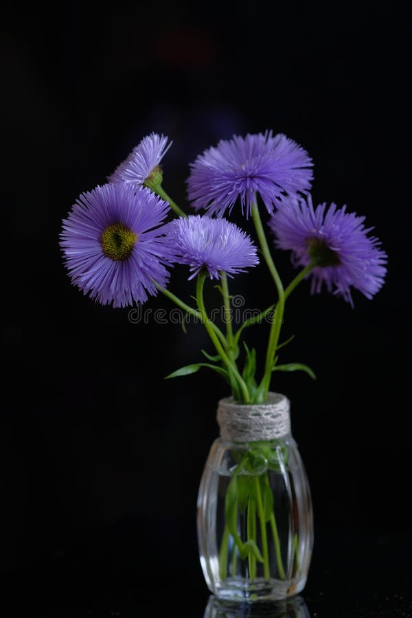 Bouquet of Purple Daisies in a Glass Stock Photo - Image of calendula ...