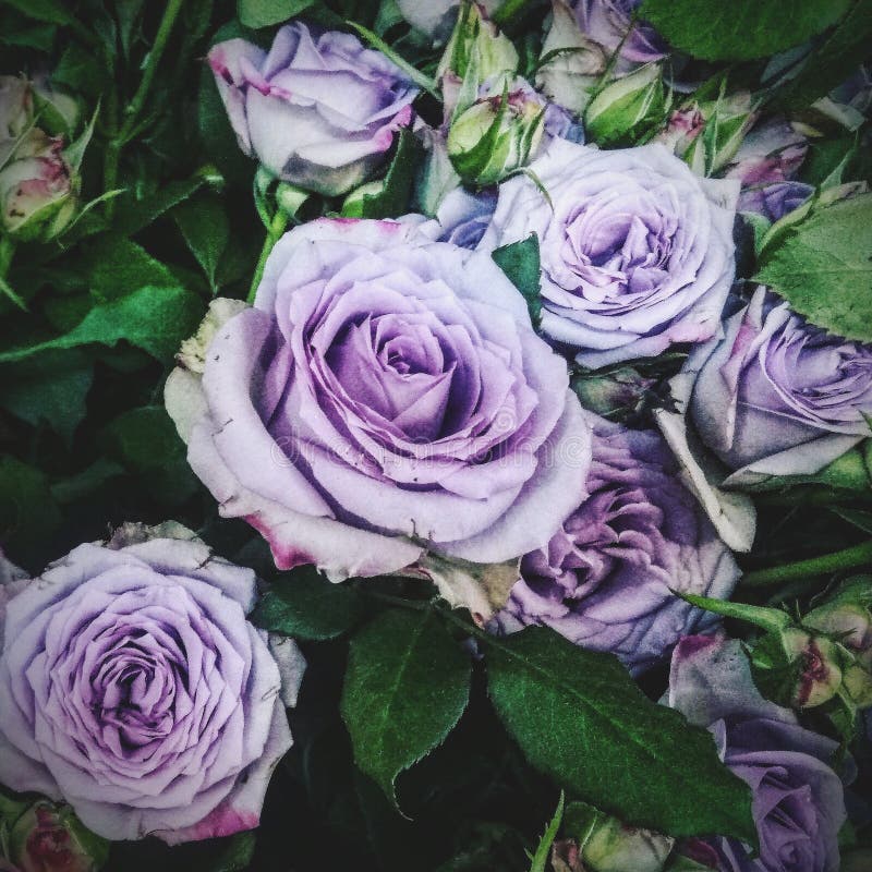 Bouquet of purple roses stock image. Image of rose, lilac - 203824075