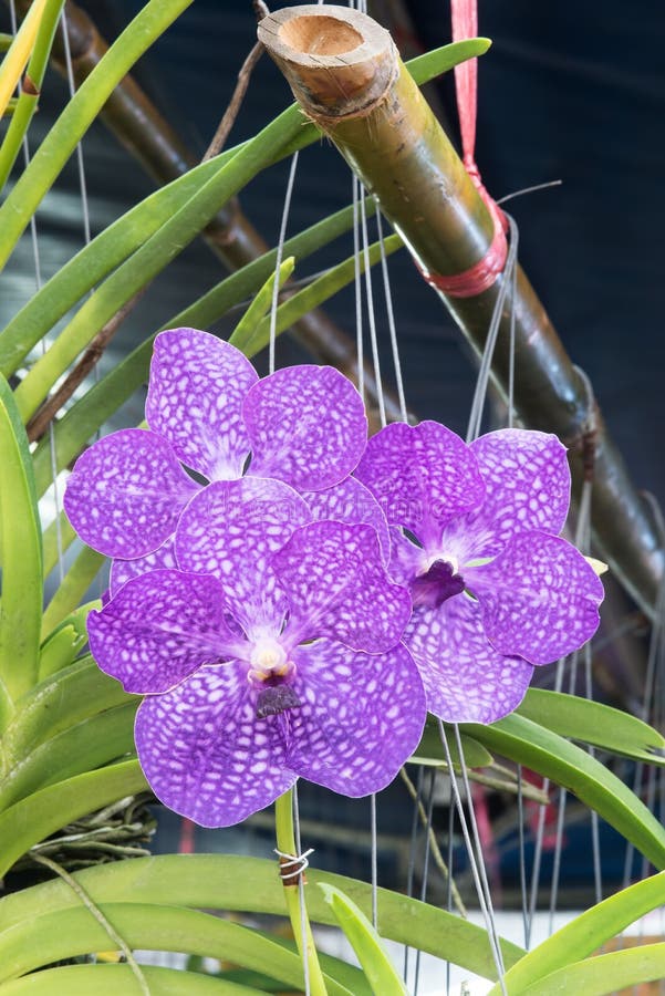 Bouquet of Purple Vanda Orchids. Stock Photo - Image of affection ...