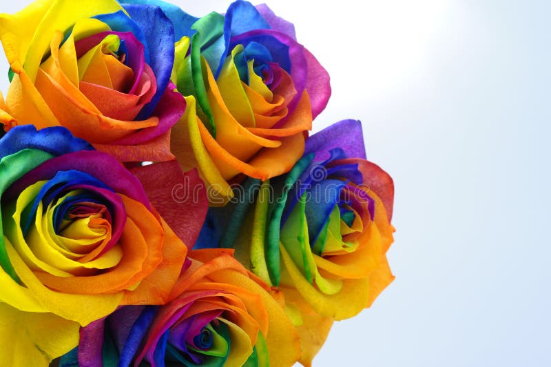 Bouquet of Rainbow rose stock photo. Image of wallpaper - 36177192