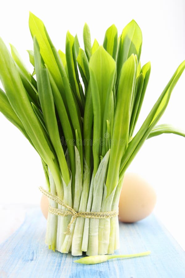 Bouquet ramson stock image. Image of plant, forest, macro - 24027795