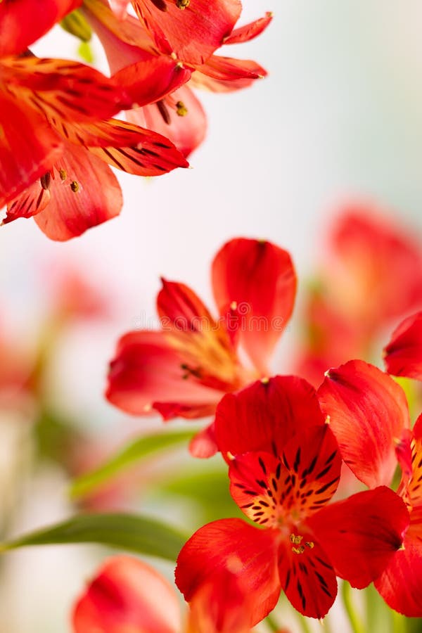 Bouquet of Red Flowers Alstroemeria Closeup Stock Image - Image of ...