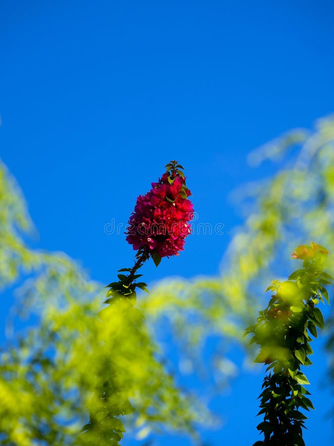 Bouquet of Red Flowers on Top of a Tropical Tree, Madagascar Stock ...