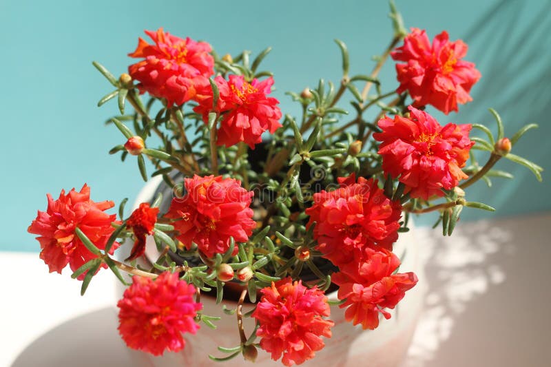 Bouquet of Red Flowers in a Vase Stock Photo - Image of nature ...