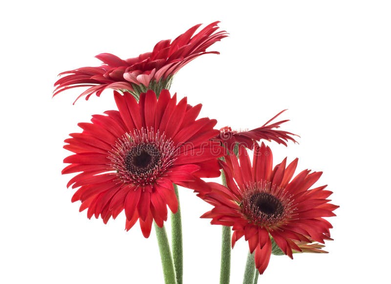 Bouquet of Red Gerberas on White Background, Close-up Stock Photo ...