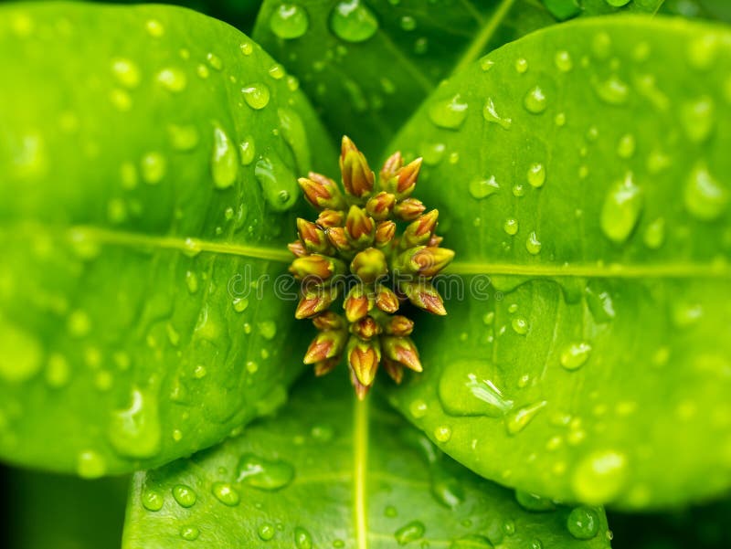 Bouquet of Red Jasmine Bud in the Center Stock Photo - Image of leaf ...