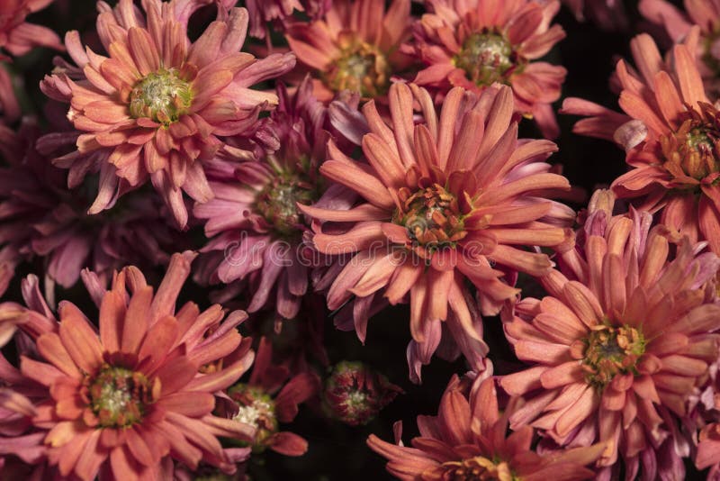 Bright Red Mums in a Bouquet in Daylight Stock Photo - Image of blue ...