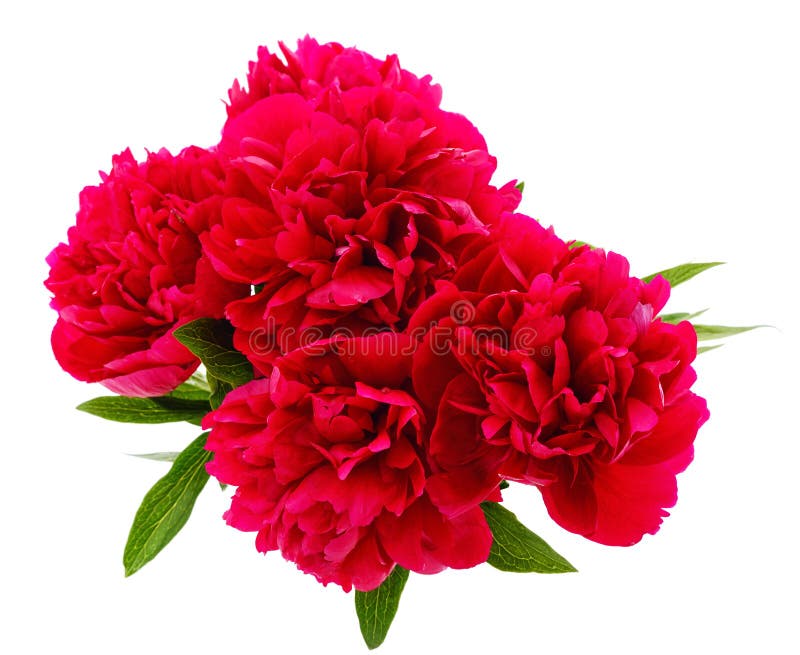 Bouquet of red peonies stock photo. Image of blossoming - 216392642