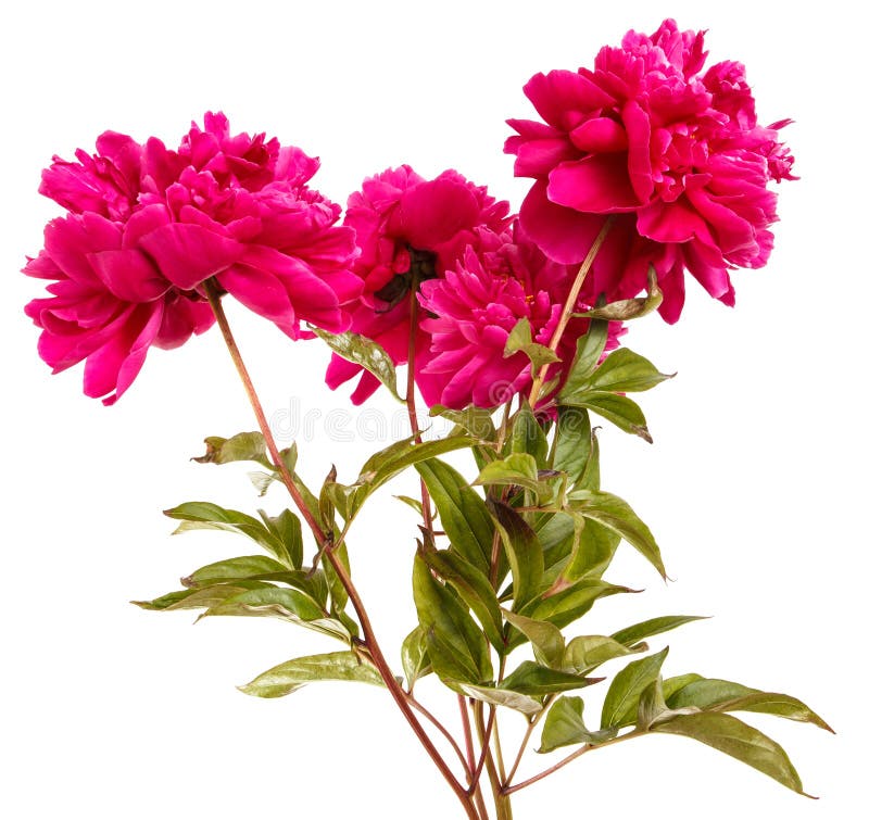 Bouquet of Red Peony Flowers. Isolated on White Stock Image - Image of ...