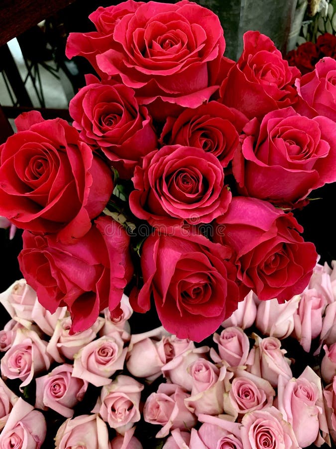A Bouquet of Red and Pink Roses. Stock Photo - Image of accent, dozen ...