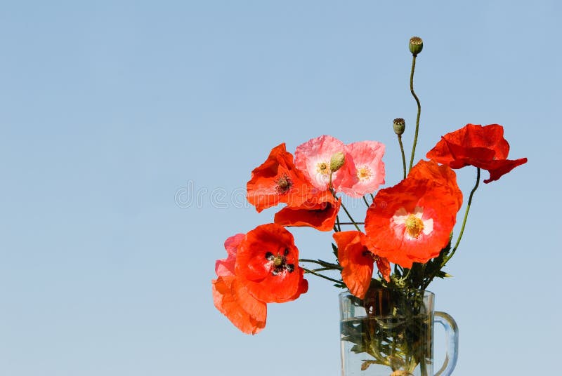 Bouquet of red poppies stock image. Image of nature, fresh - 15975311