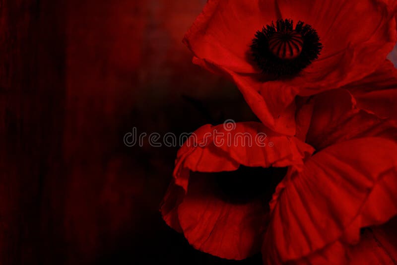 A Bouquet of Red Poppies in a Red Light Stock Image - Image of fabric ...